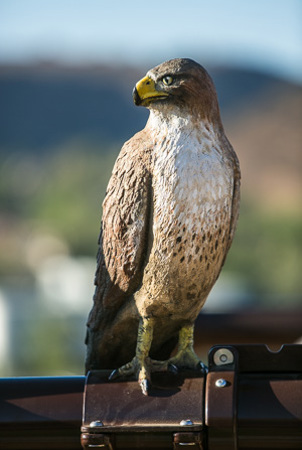 Agoura Hills Recreation and Event Center - Animal-themed playground